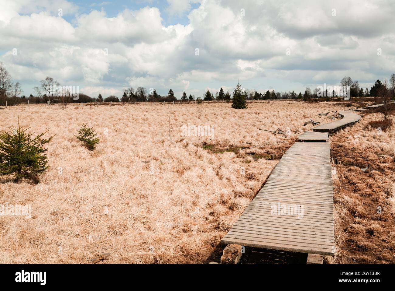 The High Fens, Hoge Venen, Belgium, Signal Van Botrange Stock Photo - Alamy