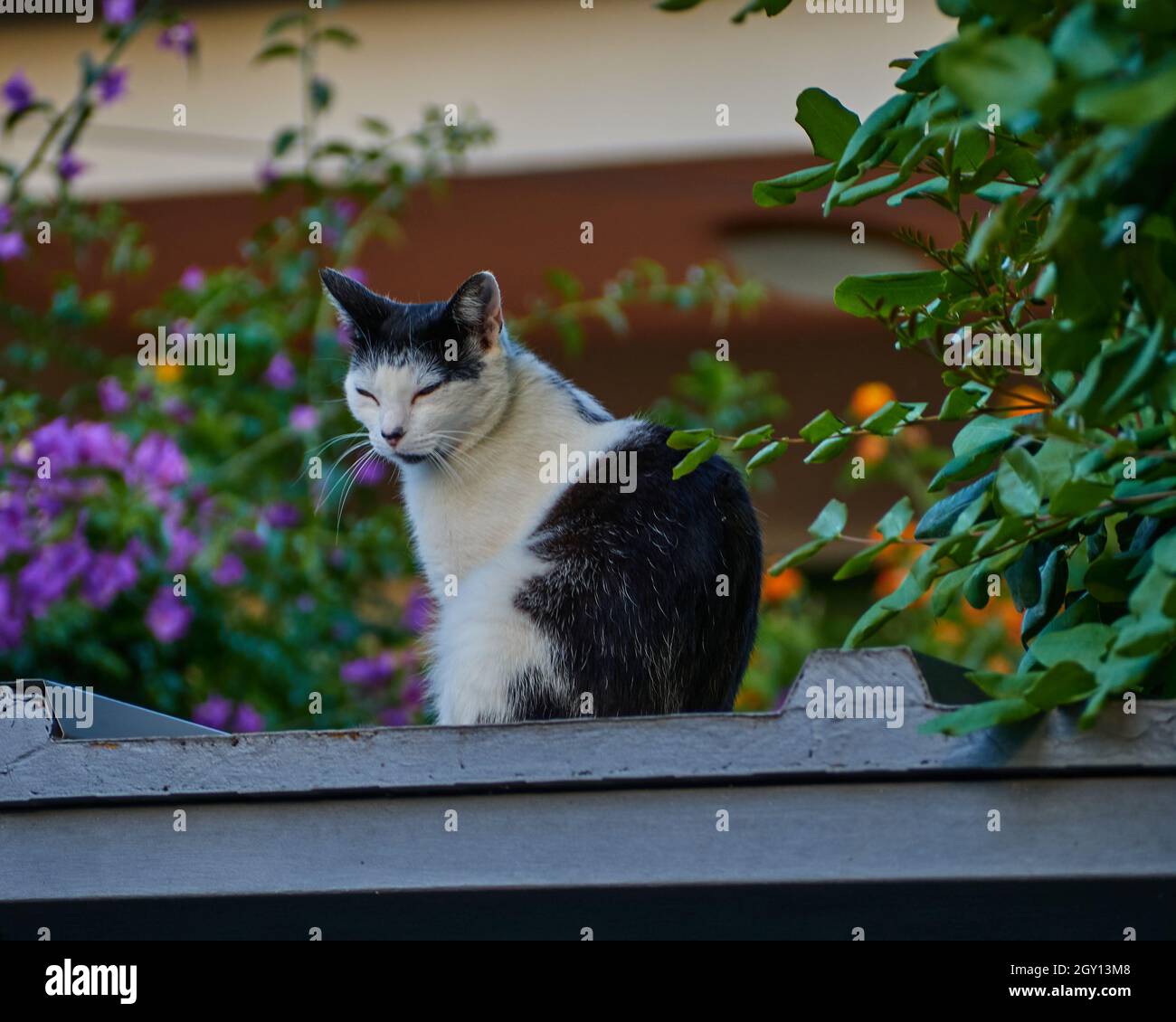 Cute cat taking sun bath on the roof Stock Photo - Alamy