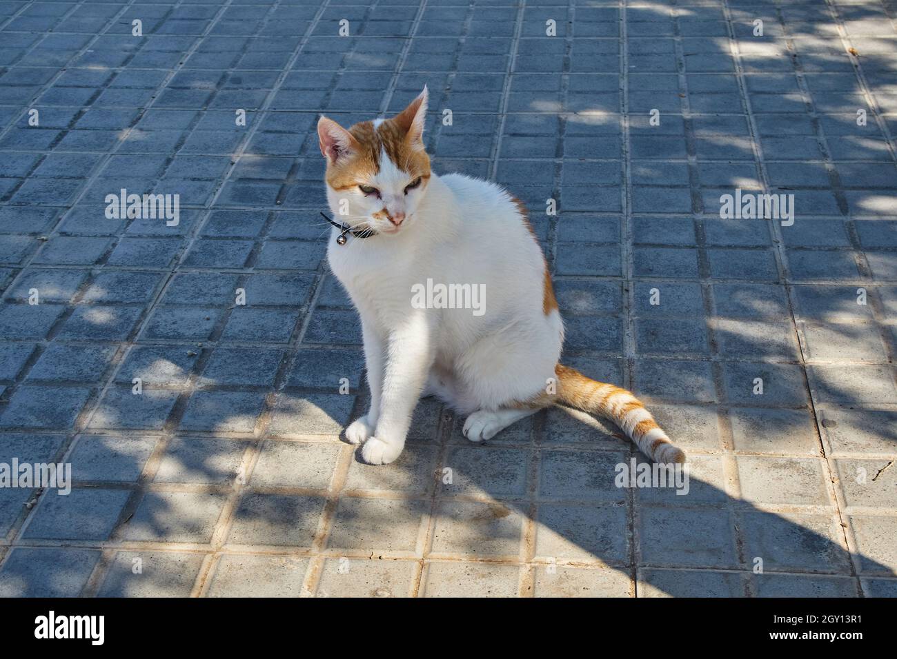 Fluffy cat sitting on road hi-res stock photography and images - Alamy