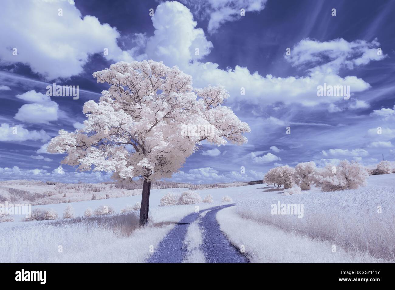 Infrared landscape with glowing white vegetation using 720nm filter ...