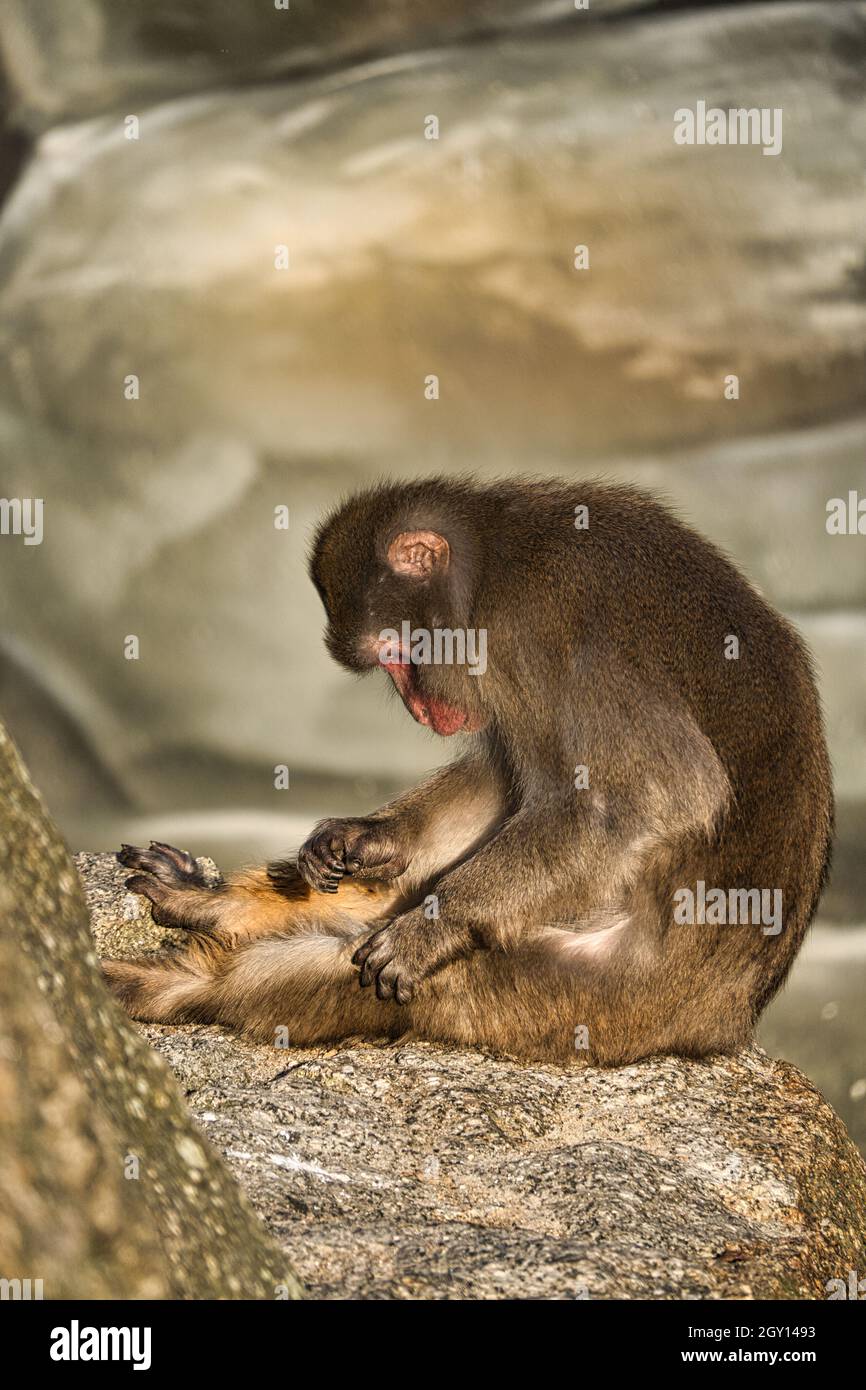 Relaxed Animals