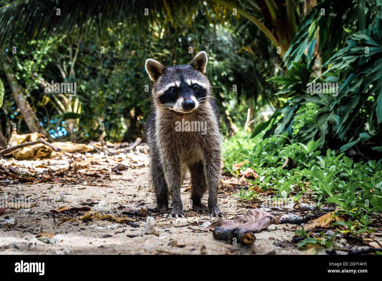Furry gray raccoon on the sandy ground in the jungle Stock Photo - Alamy