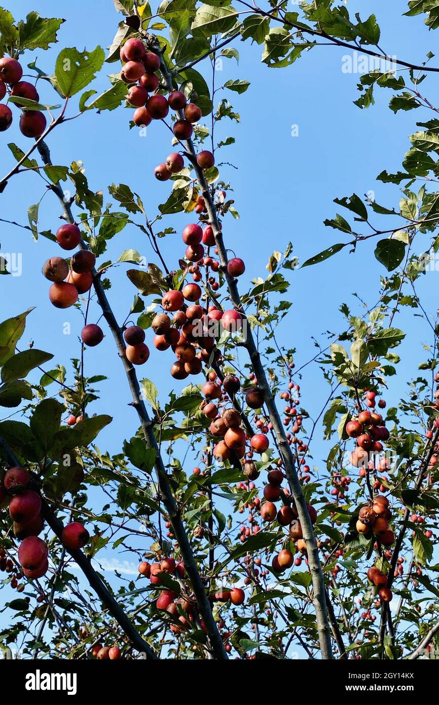 Vertical shot of fresh red fruits of the Crataegus pinnatifida, aka the ...