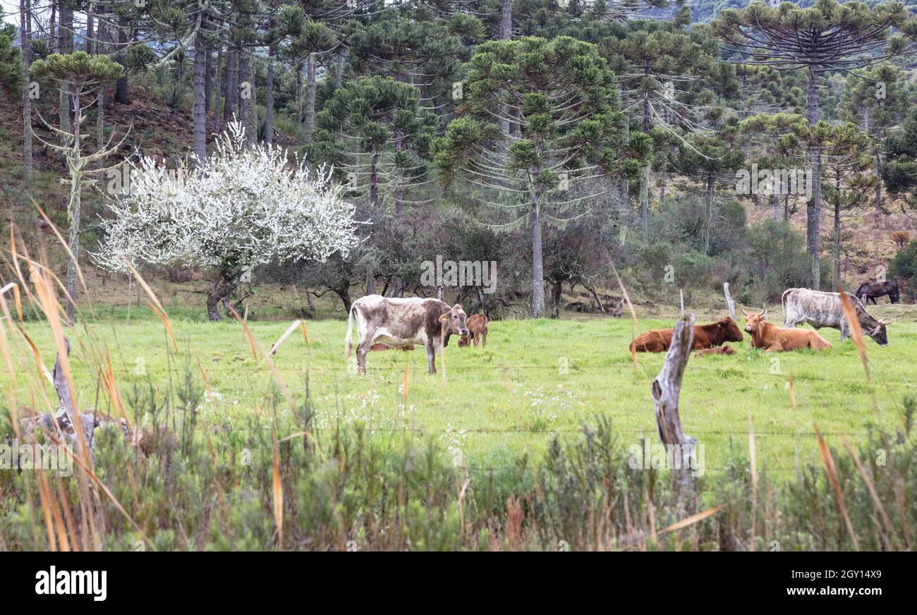 Cattle resting and grazing on green pasture surrounded by Araucaria ...