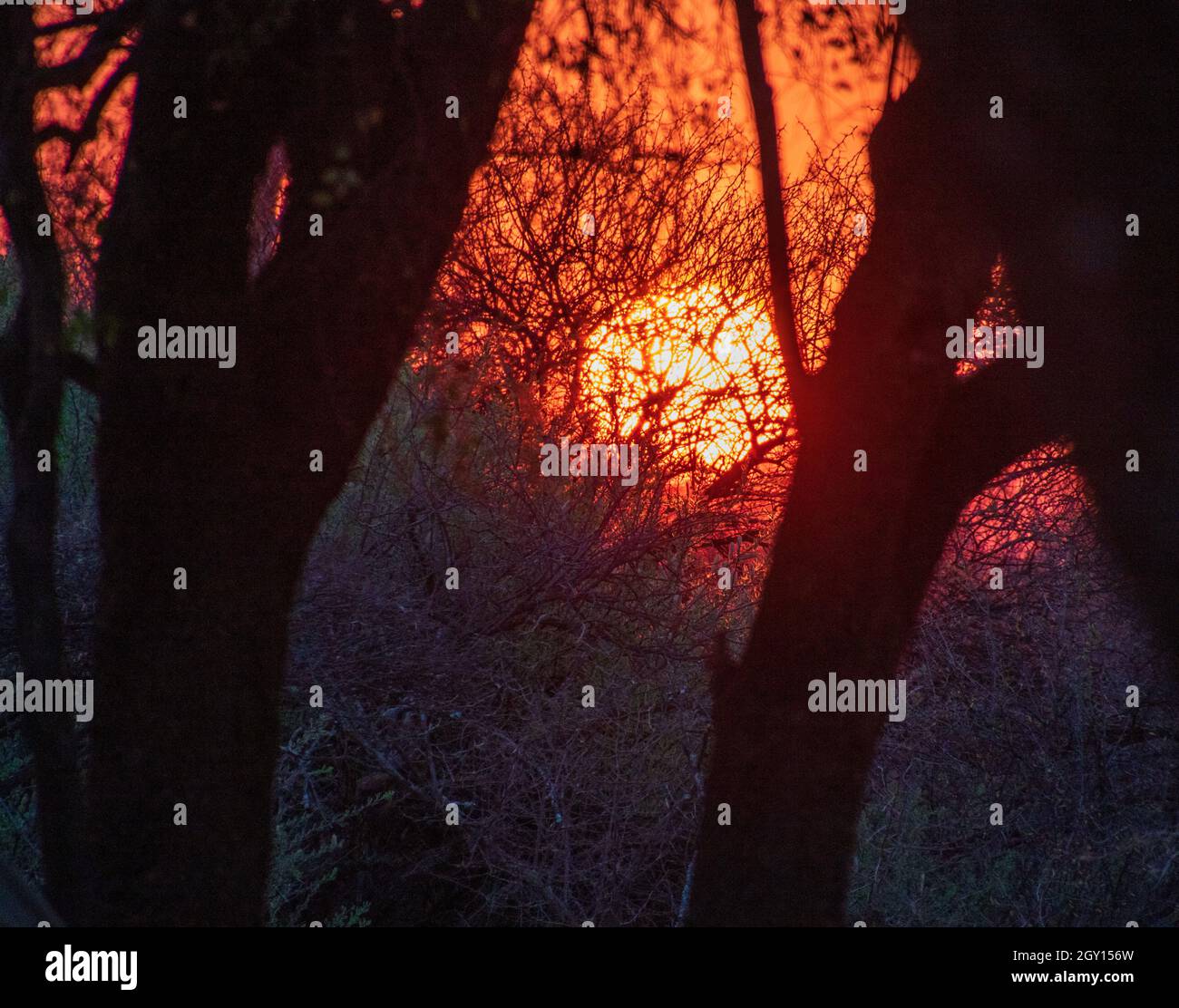 Setting African sun isolated behind trees Stock Photo - Alamy