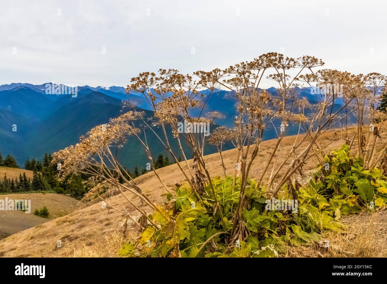 American Cow Parsnip, Heracleum maximum, seed stalks on Hurricane Ridge ...