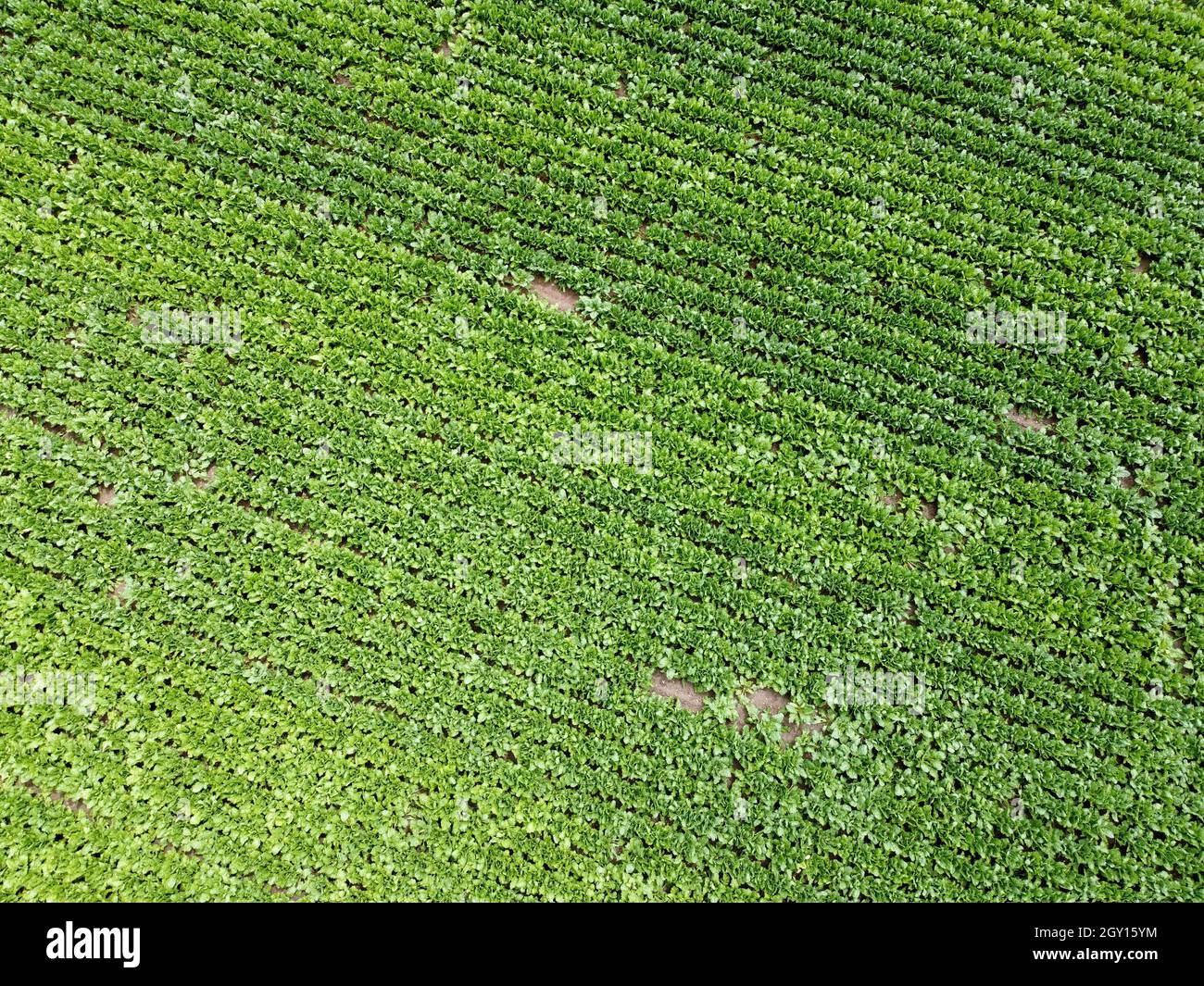 Aerial view of an agricultural field with grain planted in spring in ...