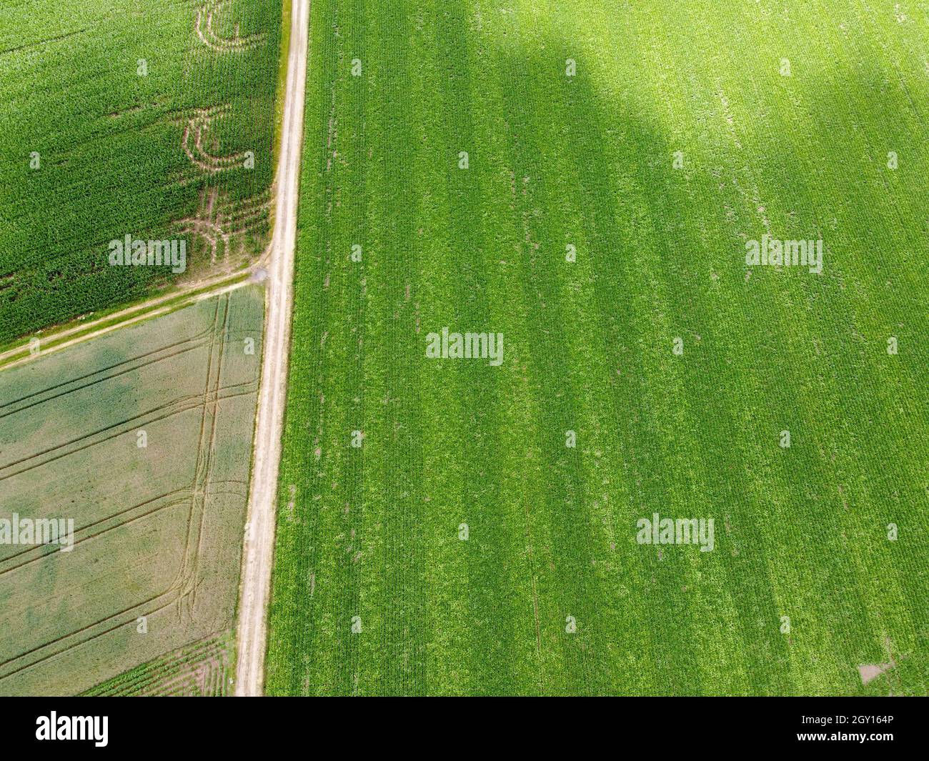 Aerial view of an agricultural field with grain planted in spring in ...