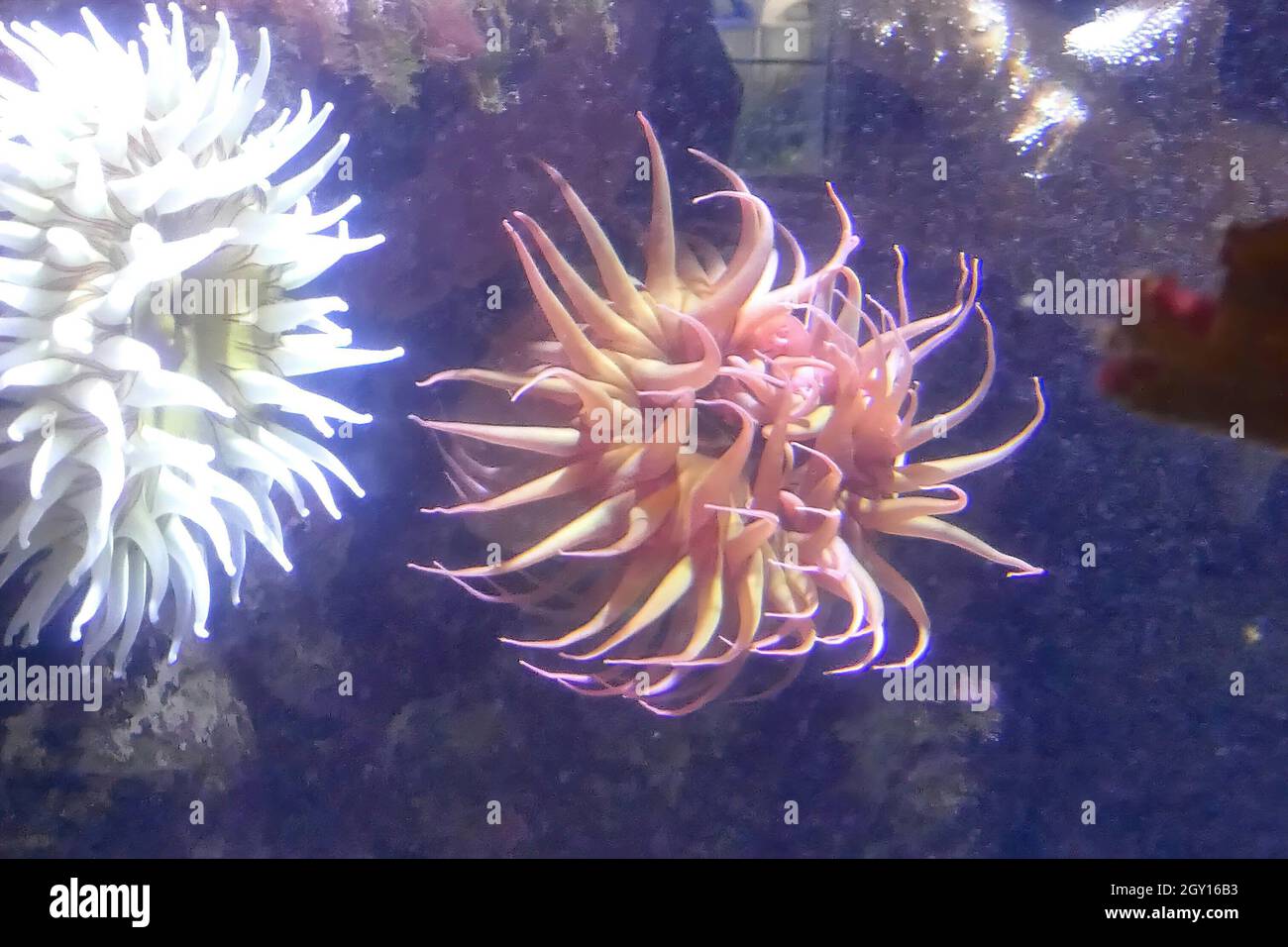 Stinging anemones hi-res stock photography and images - Alamy