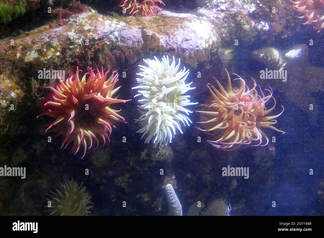 Stinging anemones hi-res stock photography and images - Alamy