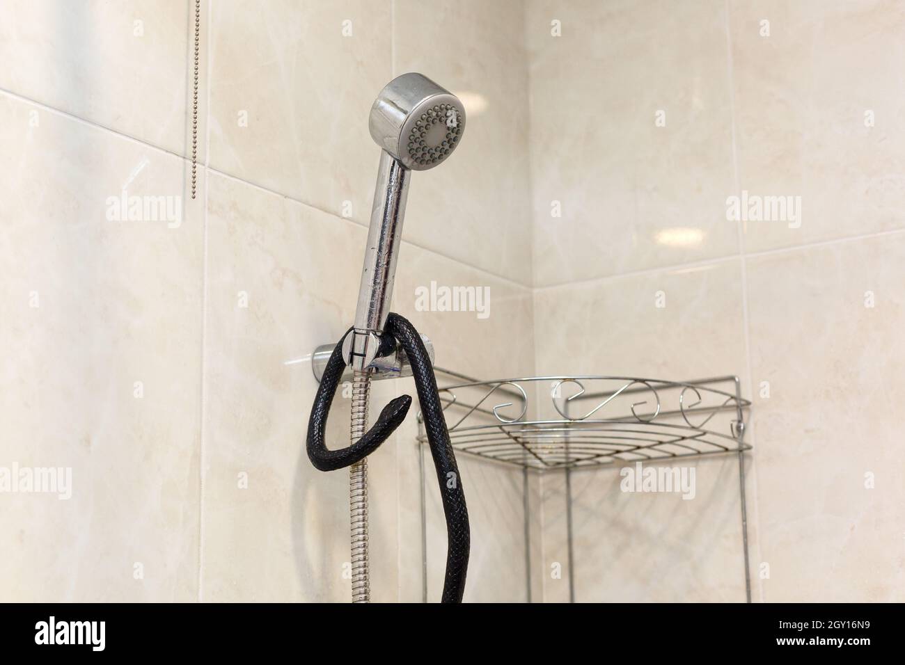 A poisonous snake in the bathroom wrapped around the shower Stock Photo ...