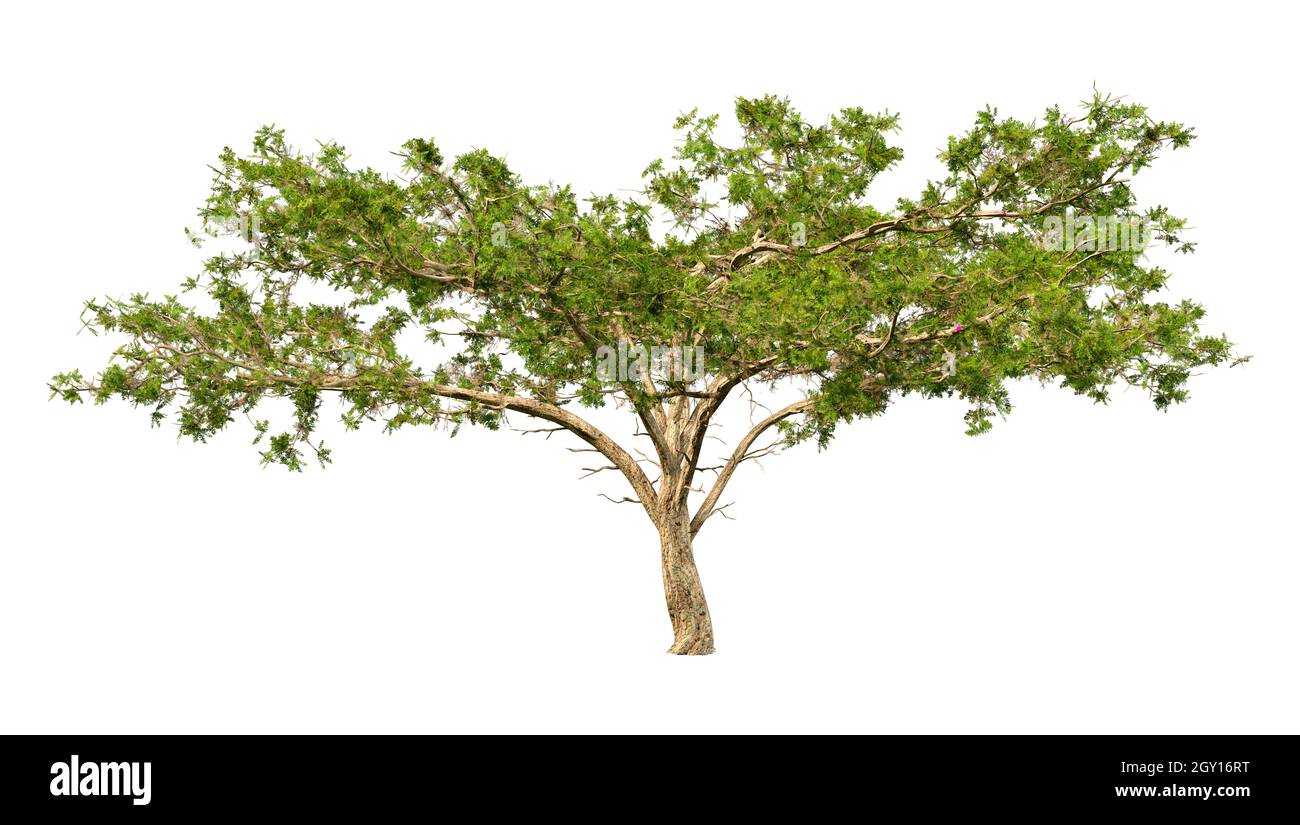 3D rendering of a green acacia tree isolated on white background Stock ...