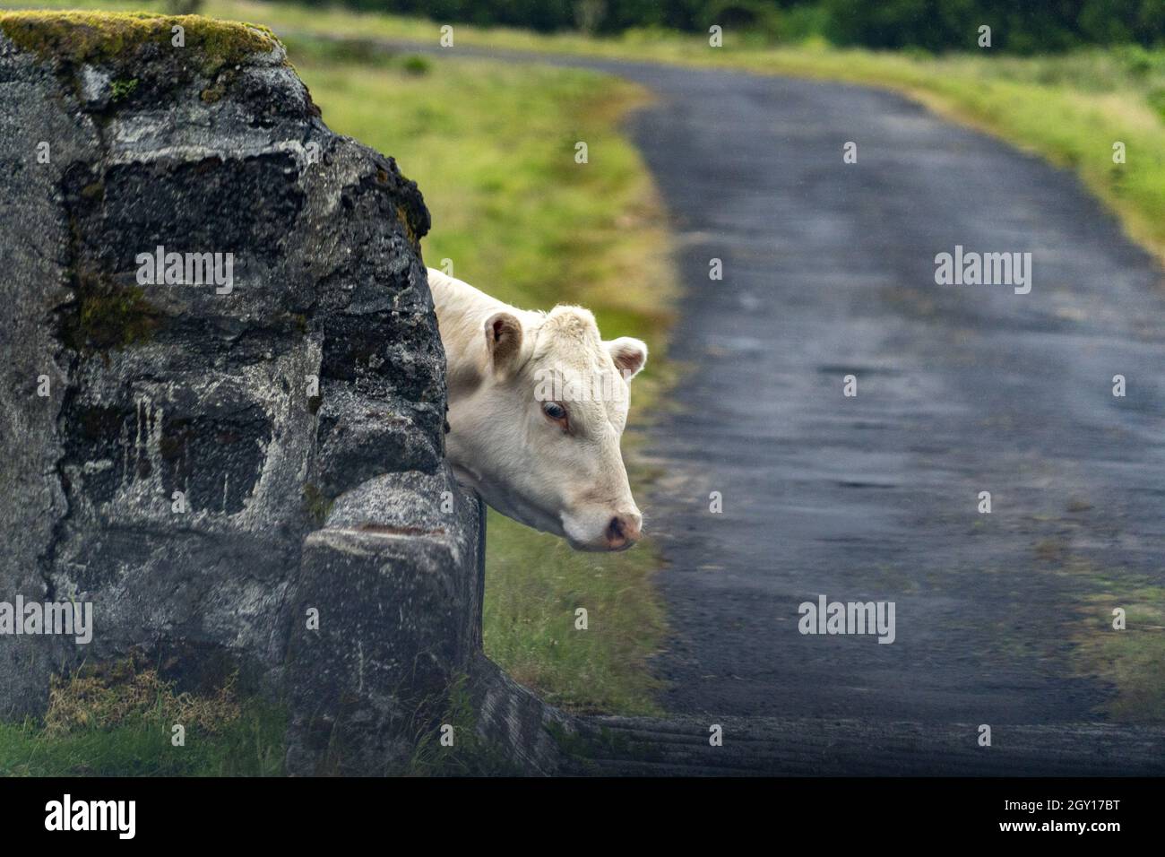Cow grazing pico azores hi-res stock photography and images - Alamy