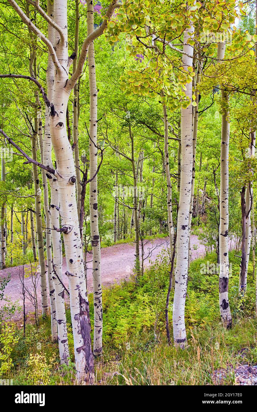 Walking through aspen trees hi-res stock photography and images - Alamy