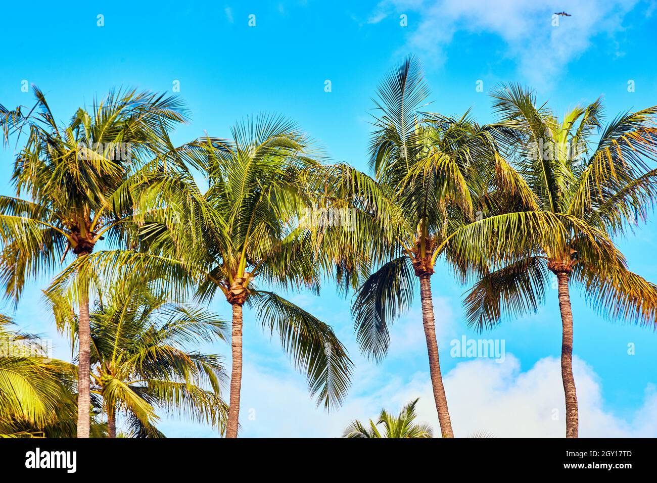 Summer landscape palm trees hi-res stock photography and images - Alamy