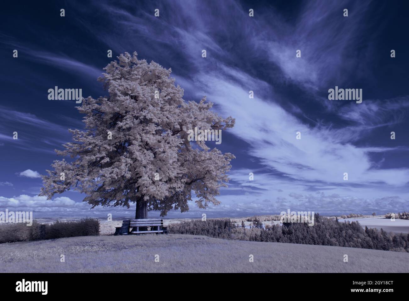 Infrared landscape with glowing white vegetation using 720nm filter ...