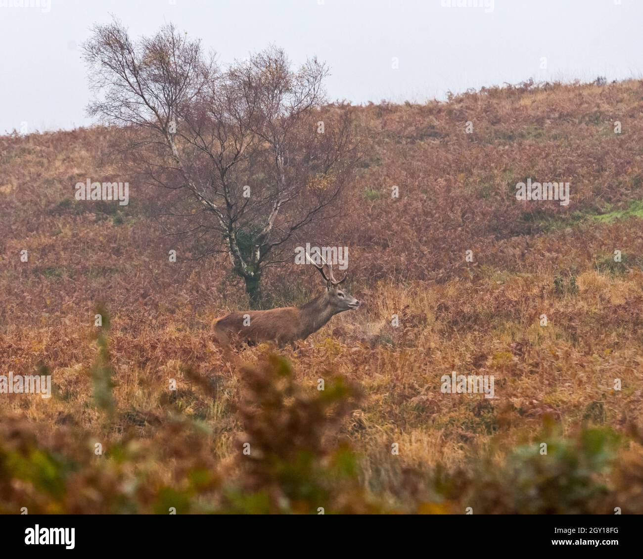 Autumnal picture of Red deer on the lower slopes of Dunkery Beacon on ...