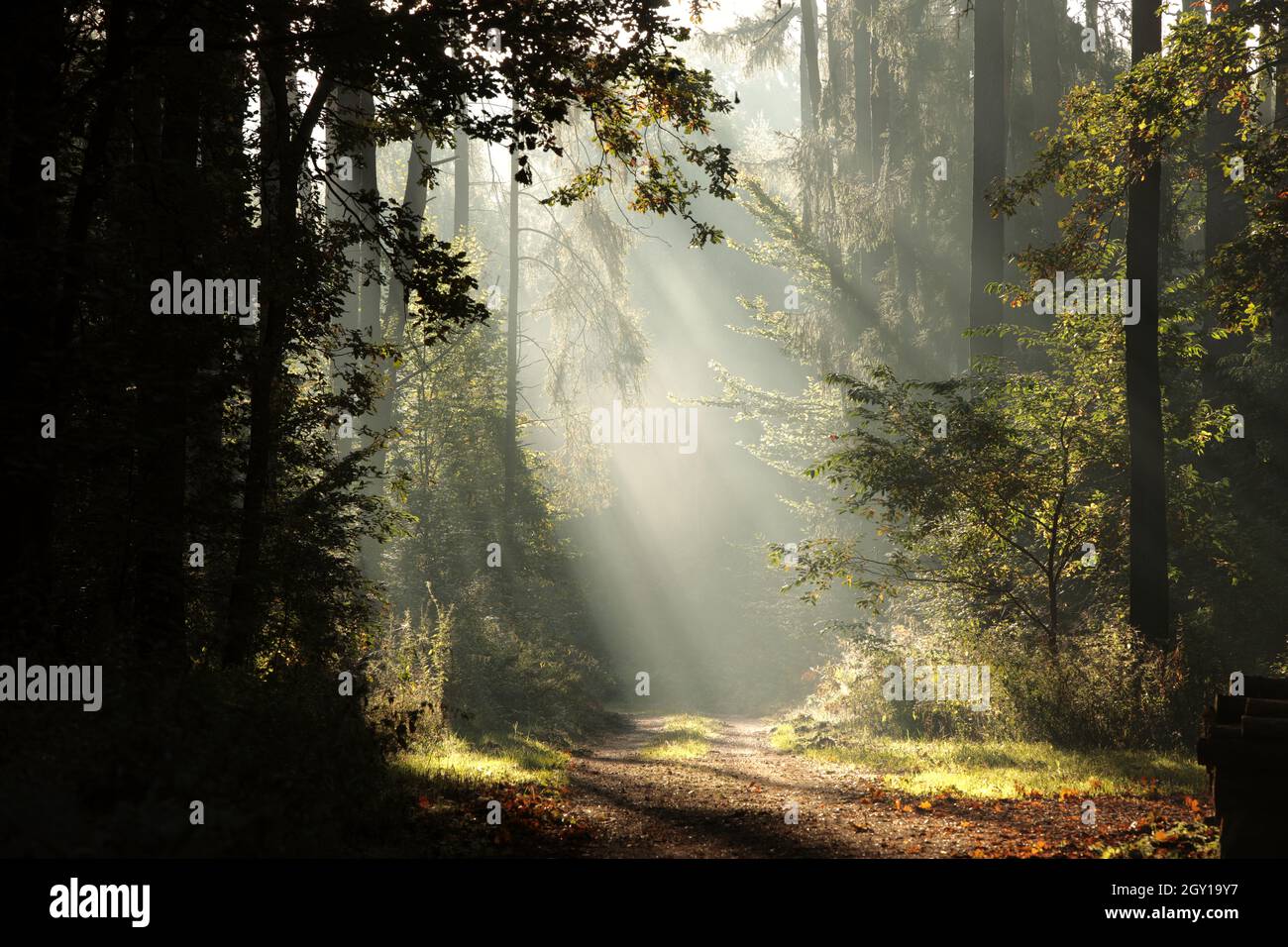 Conifer forest early in hi-res stock photography and images - Alamy