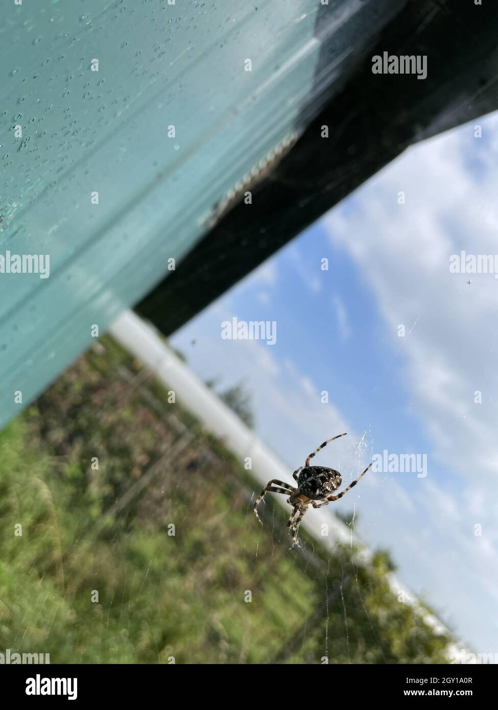 Closeup shot of a dangerous spider on its web in a forest Stock Photo ...