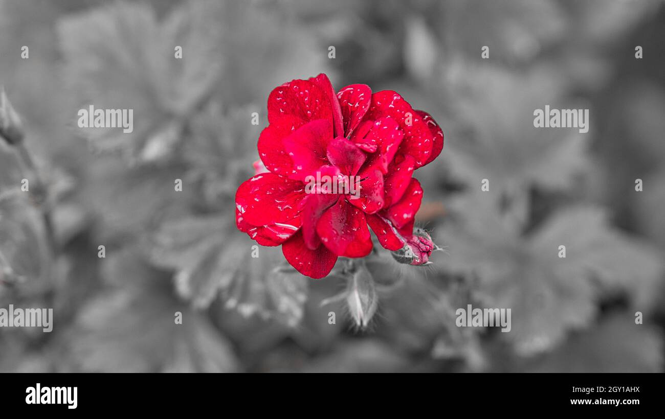 geraniums shown in one color. Flowers in red, purple and pink, the rest ...