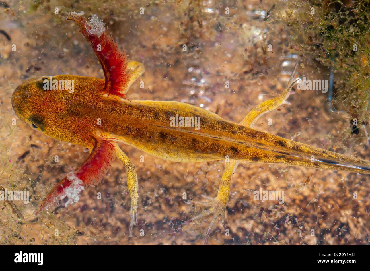 Newt Larvae High Resolution Stock Photography and Images - Alamy