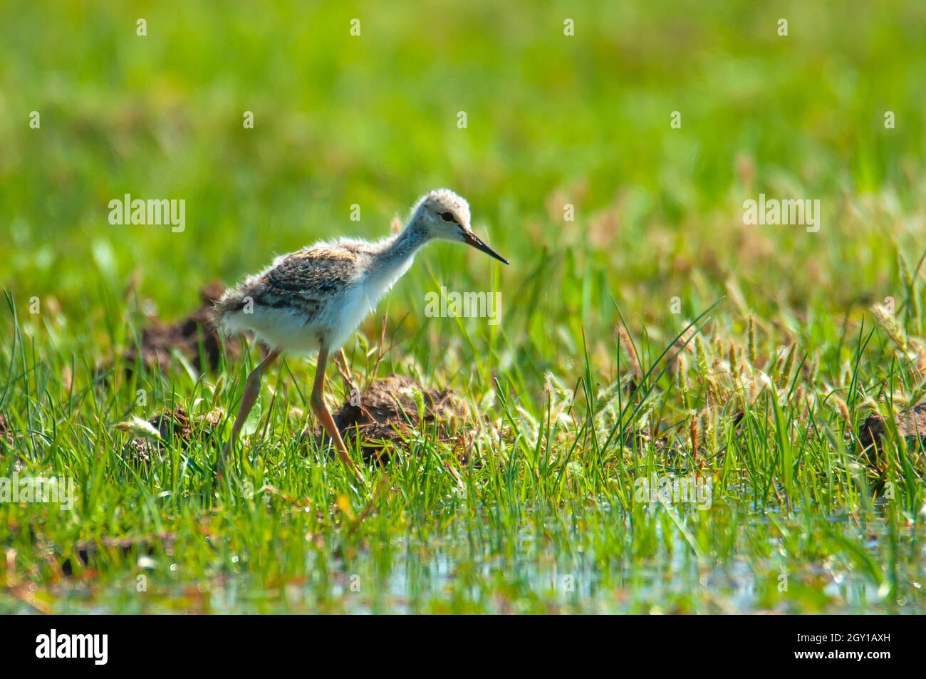 Black-winged stilt chick feeding in a wetland Stock Photo - Alamy