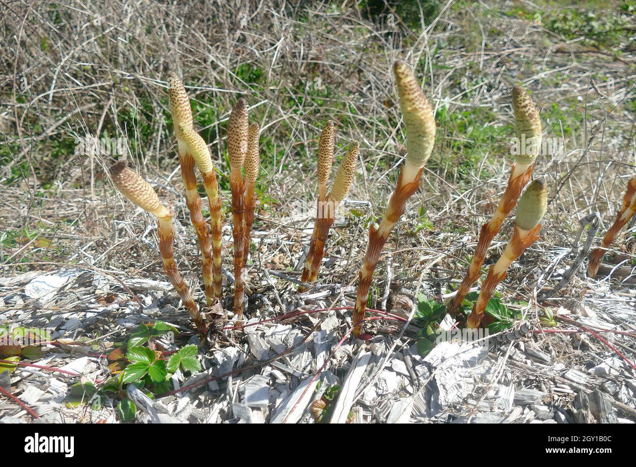 Great horsetail plants (Equisetum telmateia) growing on the pacific ...