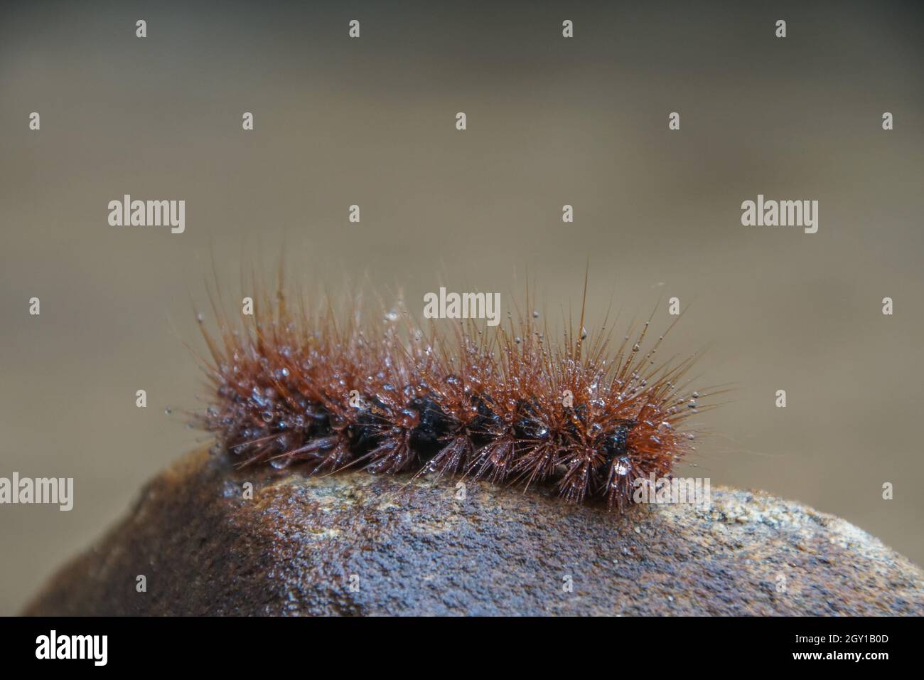 Orange caterpillar hi-res stock photography and images - Alamy