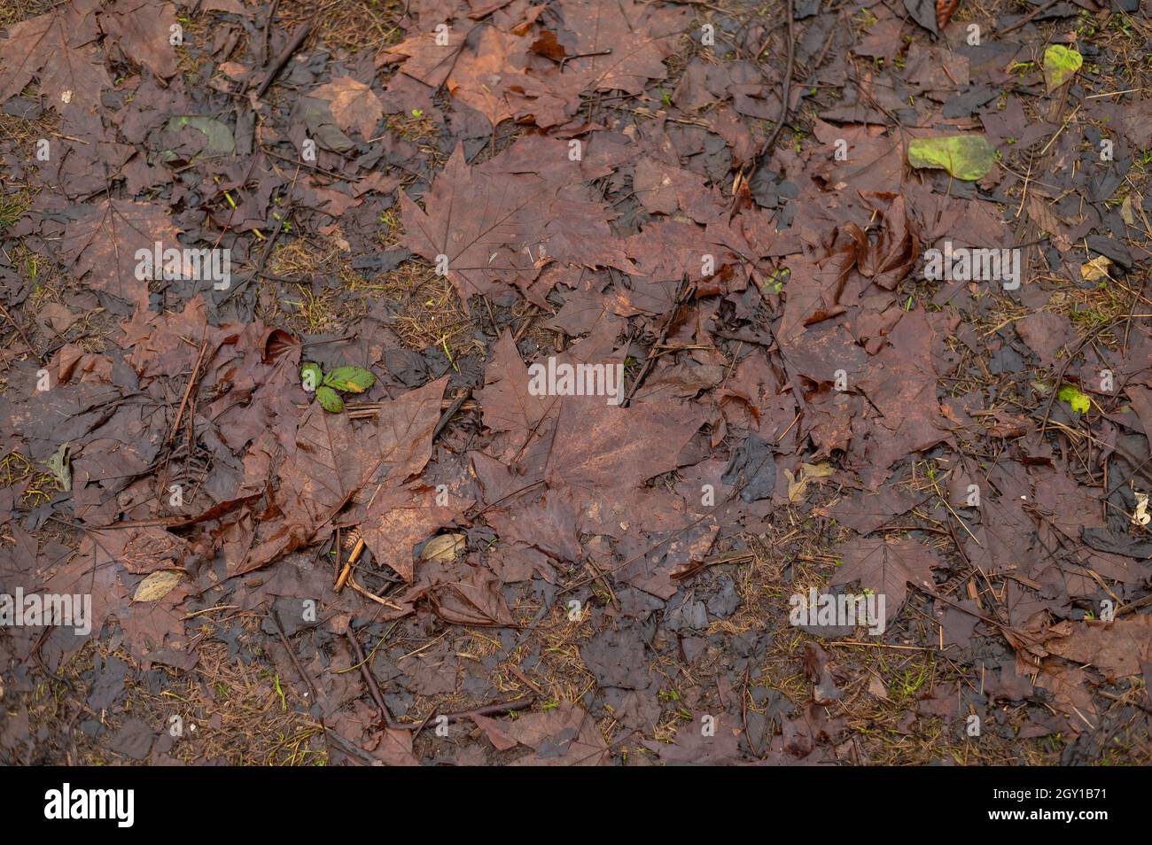 Fallen rotten maple leaves on the ground Stock Photo - Alamy