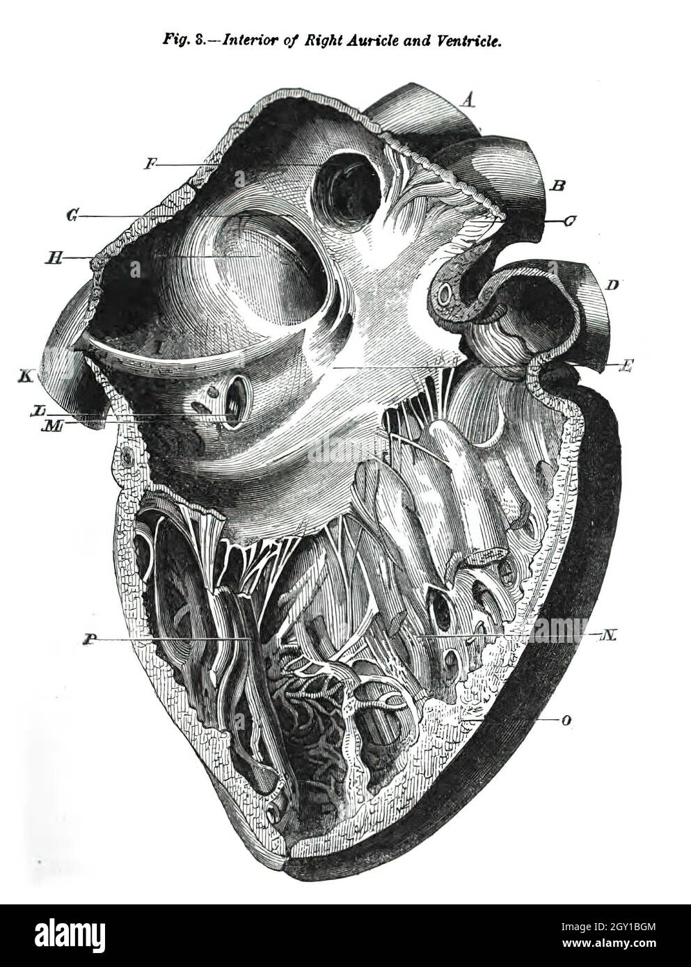 Medieval anatomy illustration Cut Out Stock Images & Pictures - Alamy