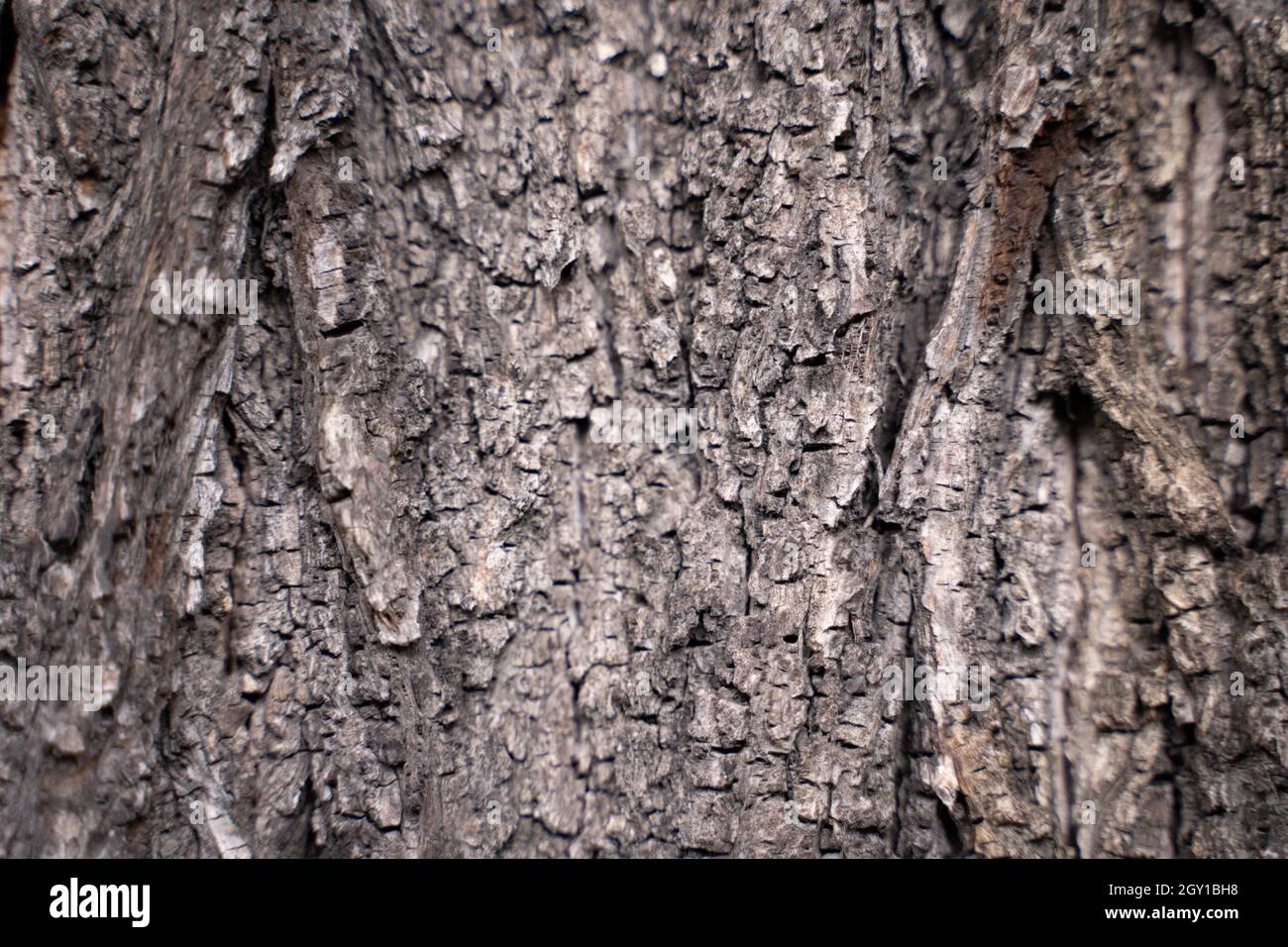 Brown tree bark texture close up background Stock Photo - Alamy