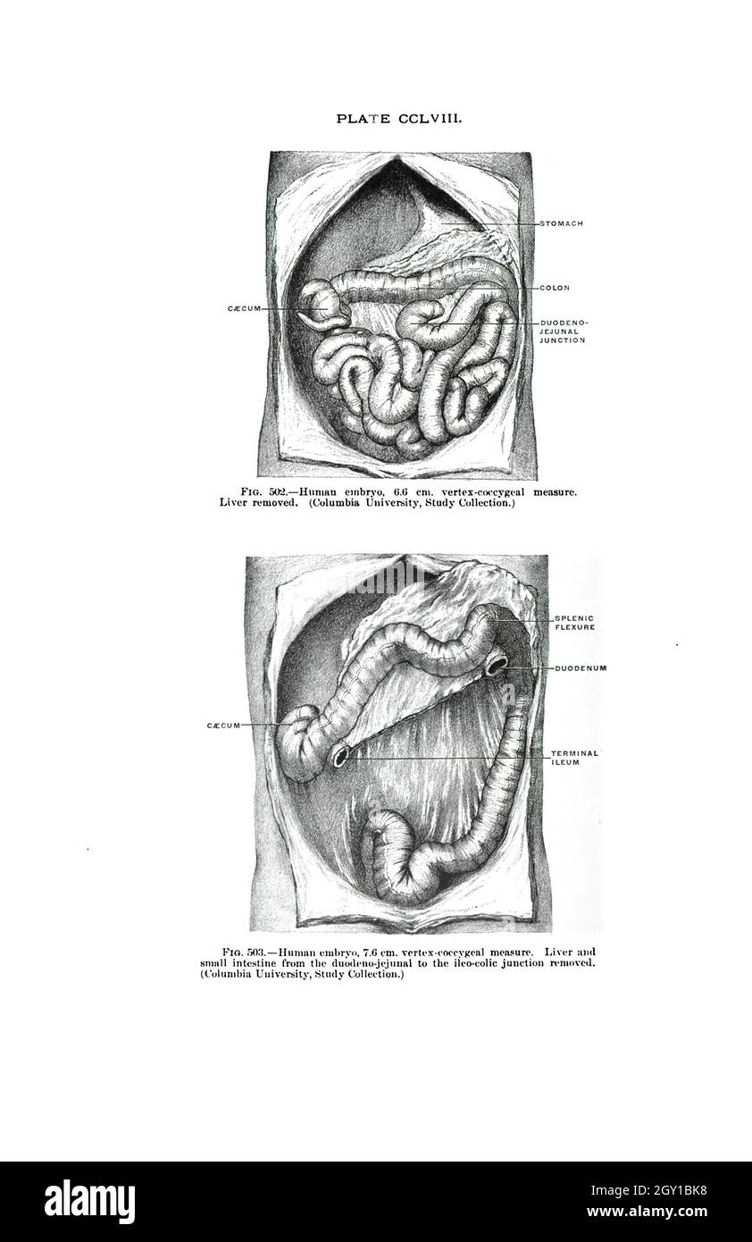 Medieval anatomy illustration Cut Out Stock Images & Pictures - Alamy