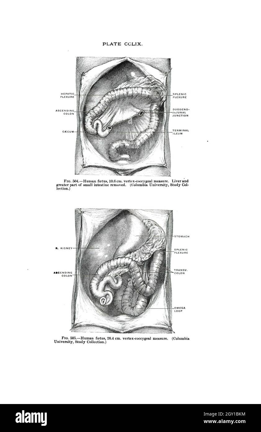 Medieval anatomy illustration Cut Out Stock Images & Pictures - Alamy