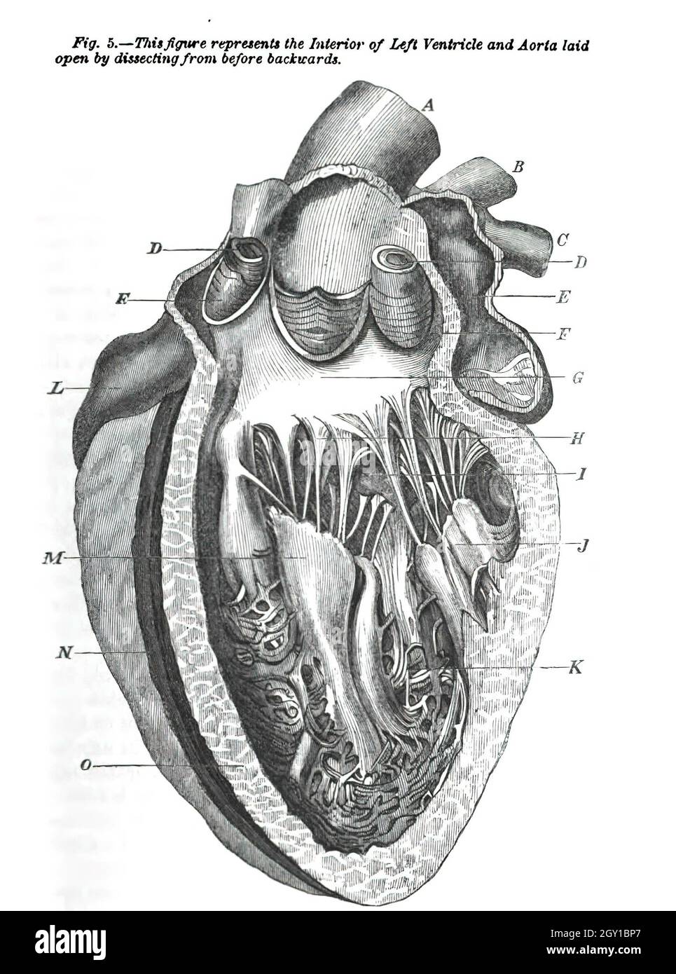 Medieval anatomy illustration Cut Out Stock Images & Pictures - Alamy