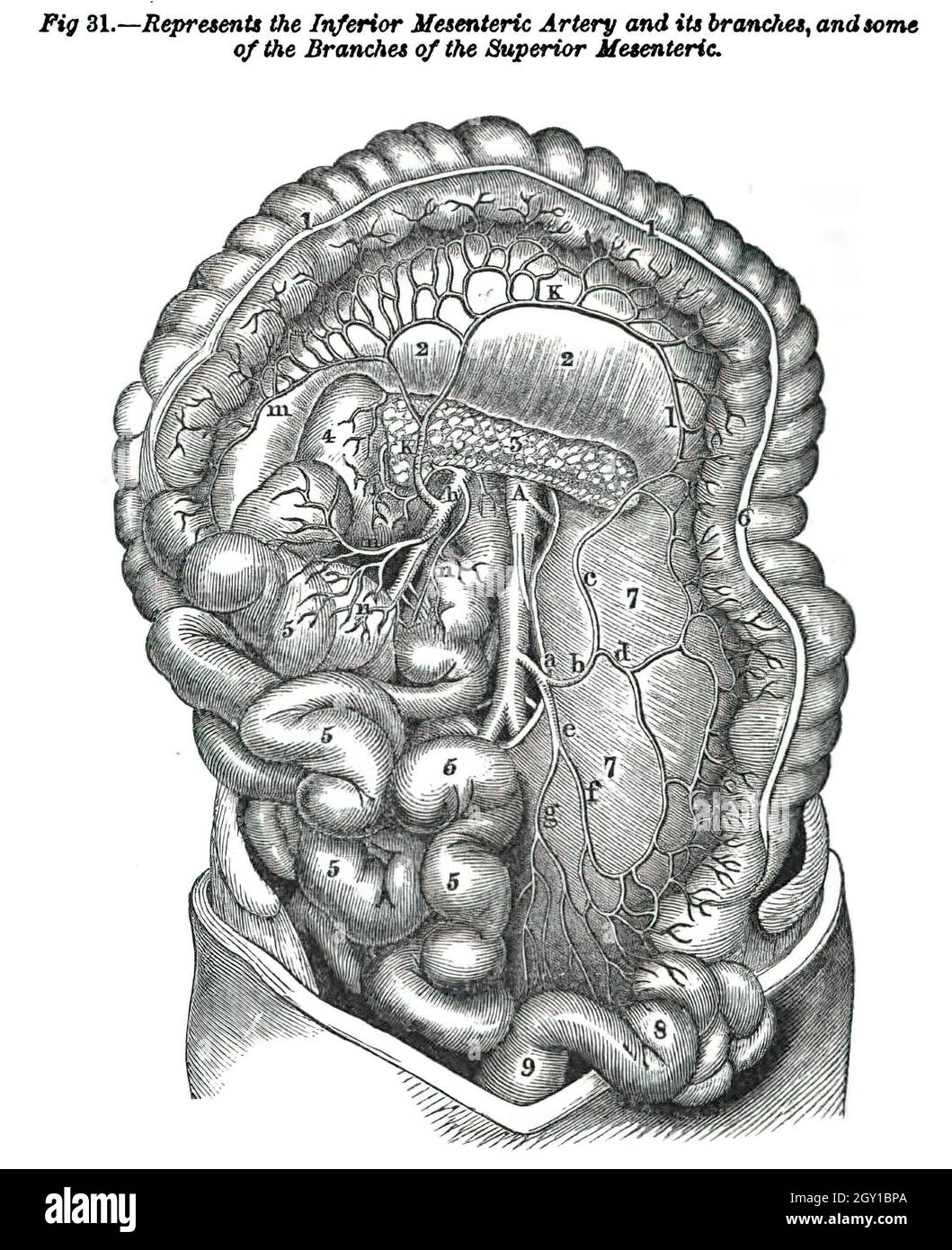 Medieval anatomy illustration hi-res stock photography and images - Alamy