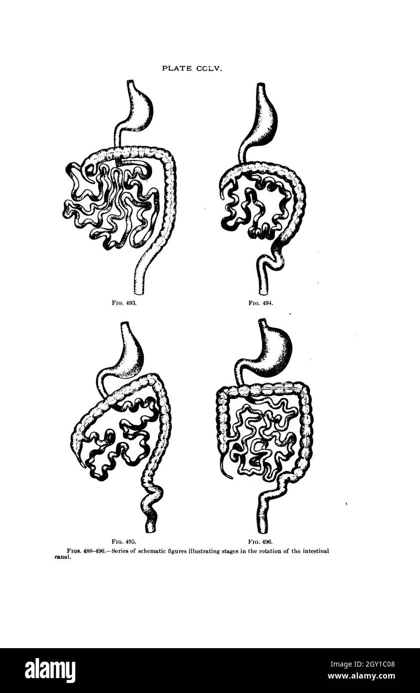 Medieval anatomy illustration Cut Out Stock Images & Pictures - Alamy