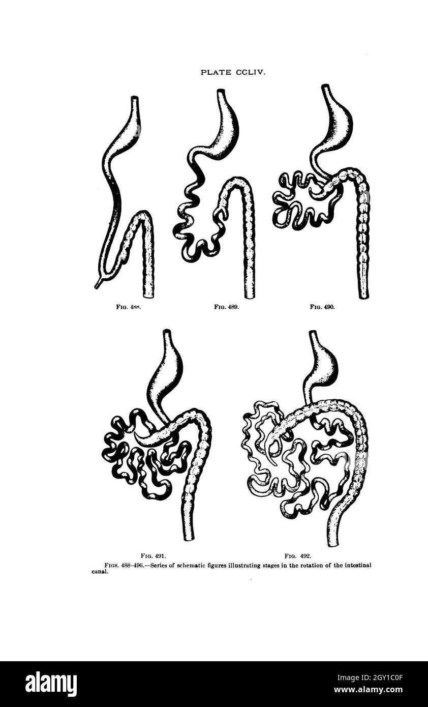 Medieval anatomy illustration Cut Out Stock Images & Pictures - Alamy