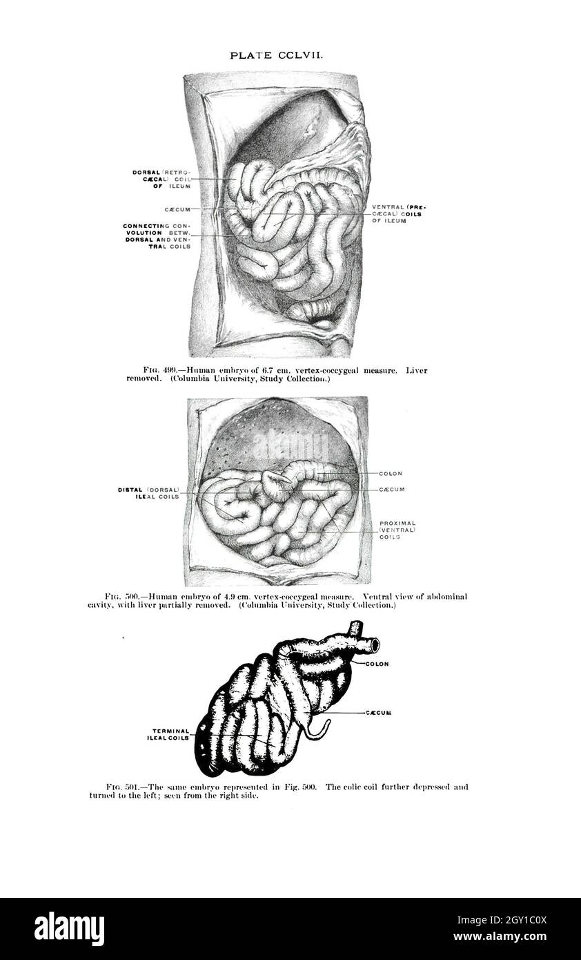 Medieval anatomy illustration Cut Out Stock Images & Pictures - Alamy