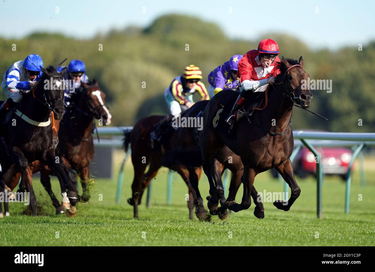 Rogue bear horse hi-res stock photography and images - Alamy