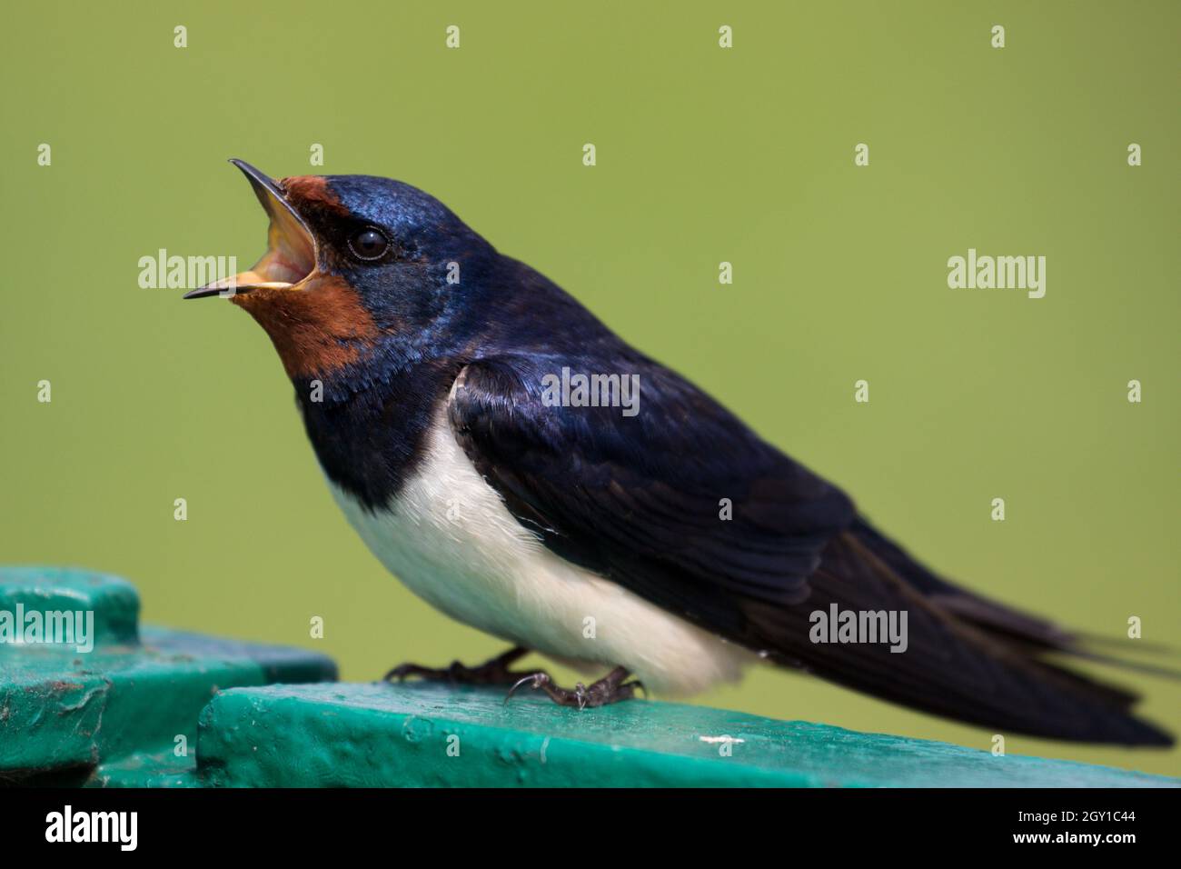 Barn swallow in full song Stock Photo - Alamy