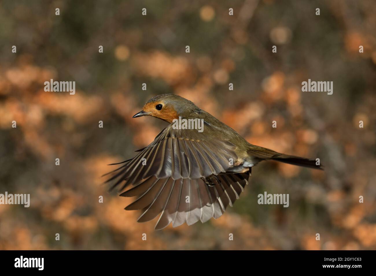 Robin in flight Stock Photo - Alamy