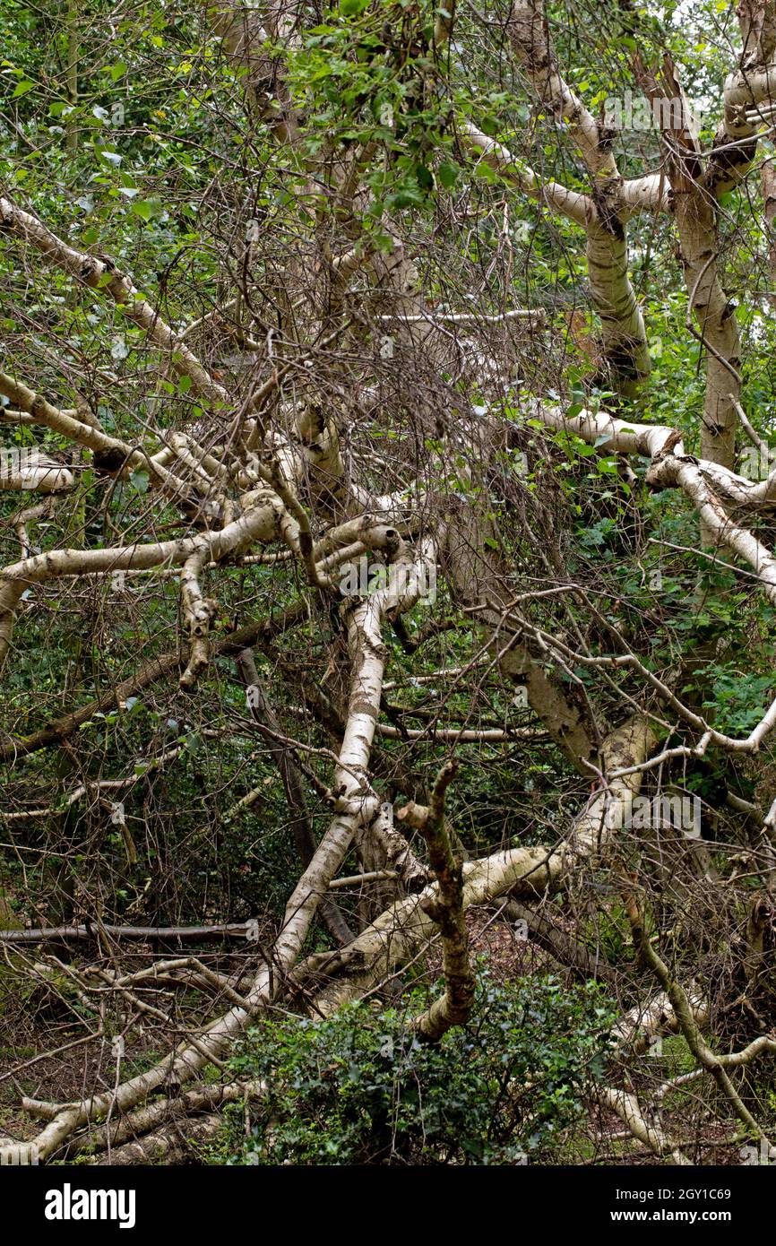 Downy Birch (Betula pubescens). Upper branches and trunk of a dead ...