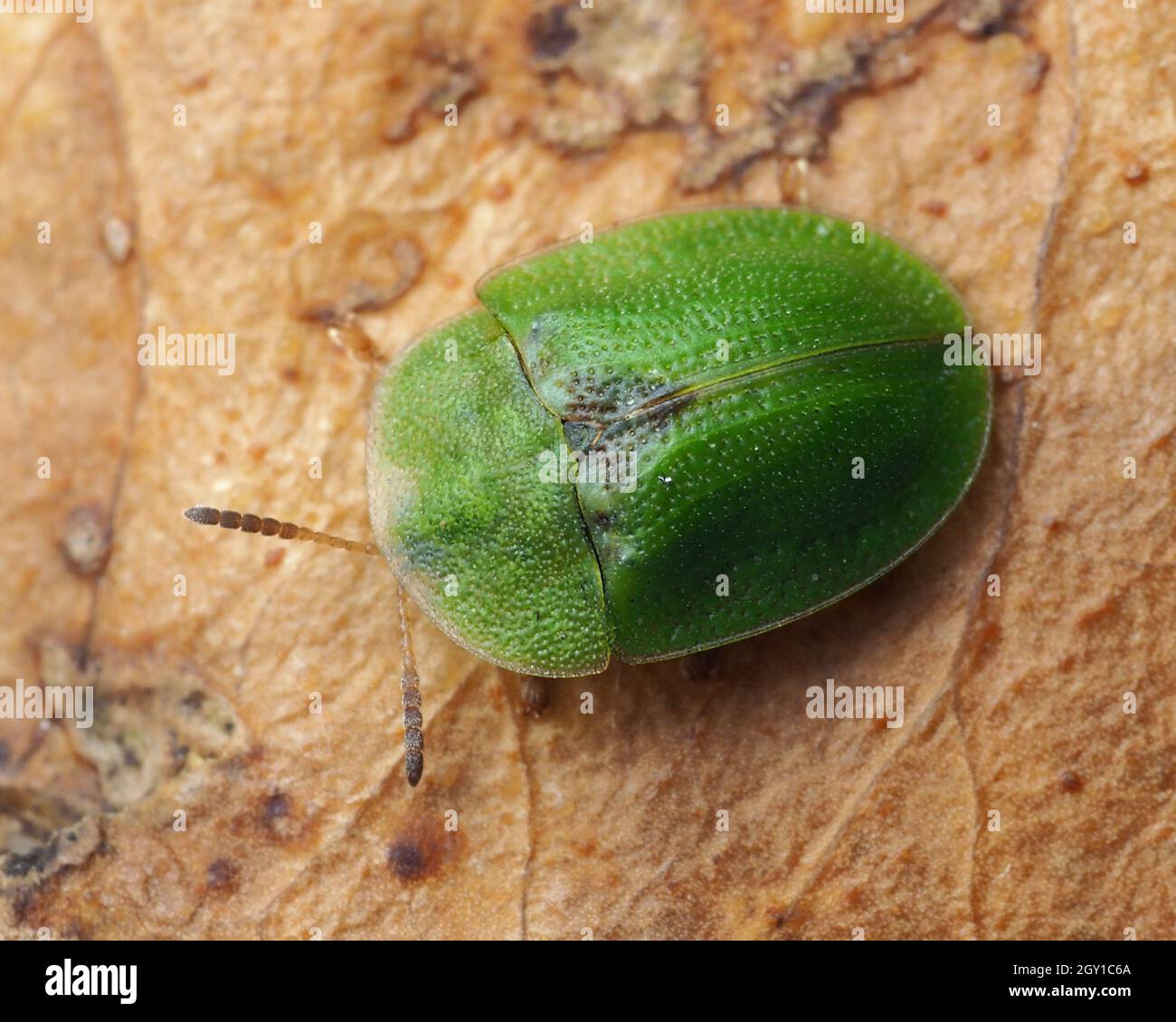Beetle top view hi-res stock photography and images - Alamy