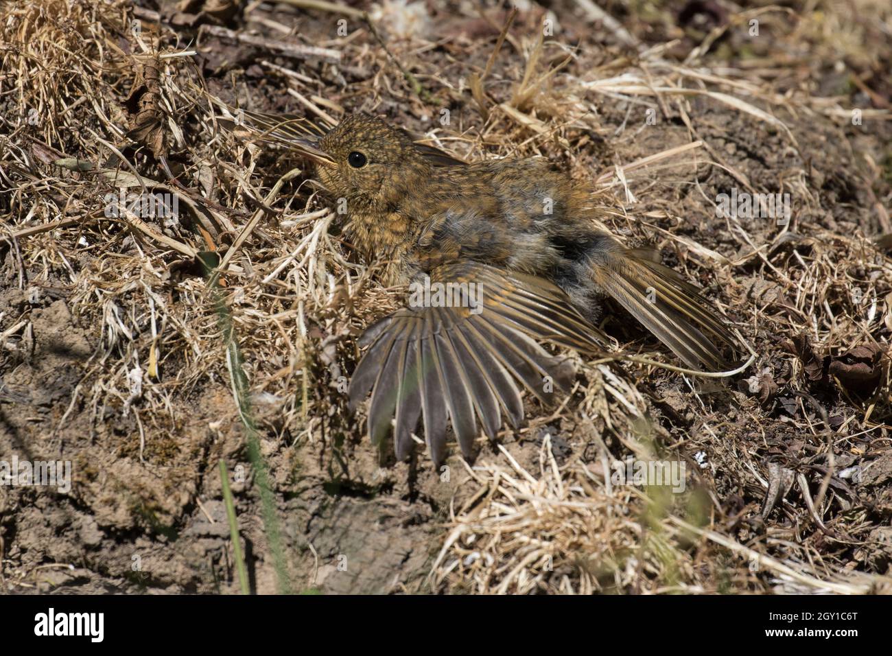 Robin (juvenile) cooling ih the hot sun Stock Photo - Alamy