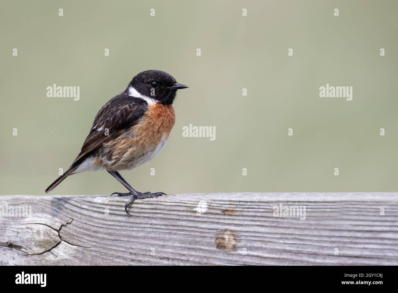 Adult stonechat hi-res stock photography and images - Alamy