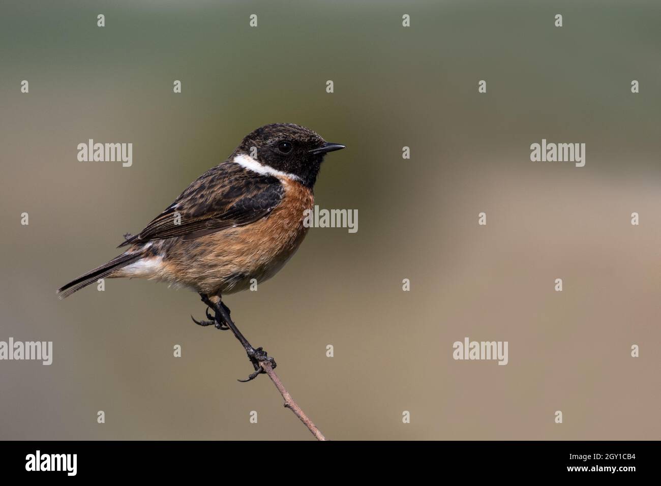 Adult stonechat hi-res stock photography and images - Alamy