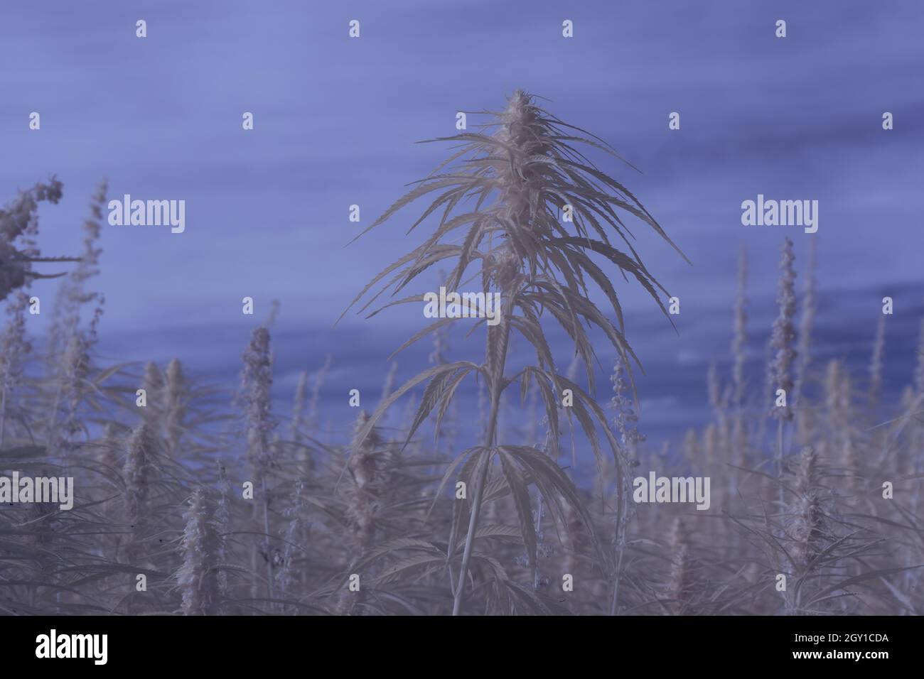 Infrared landscape with glowing white vegetation using 720nm filter ...