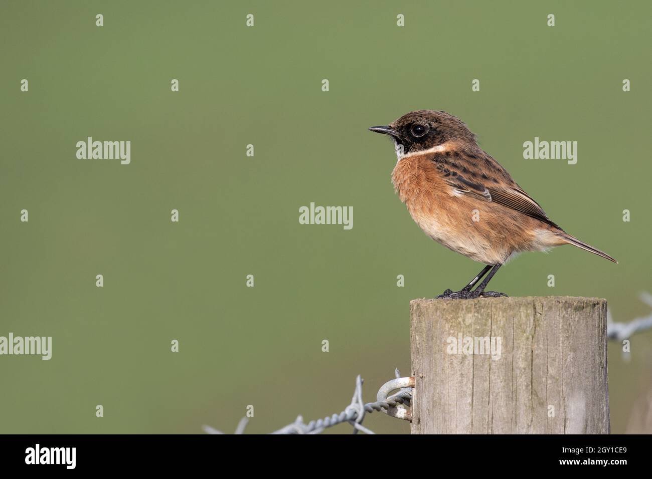 Adult stonechat hi-res stock photography and images - Alamy