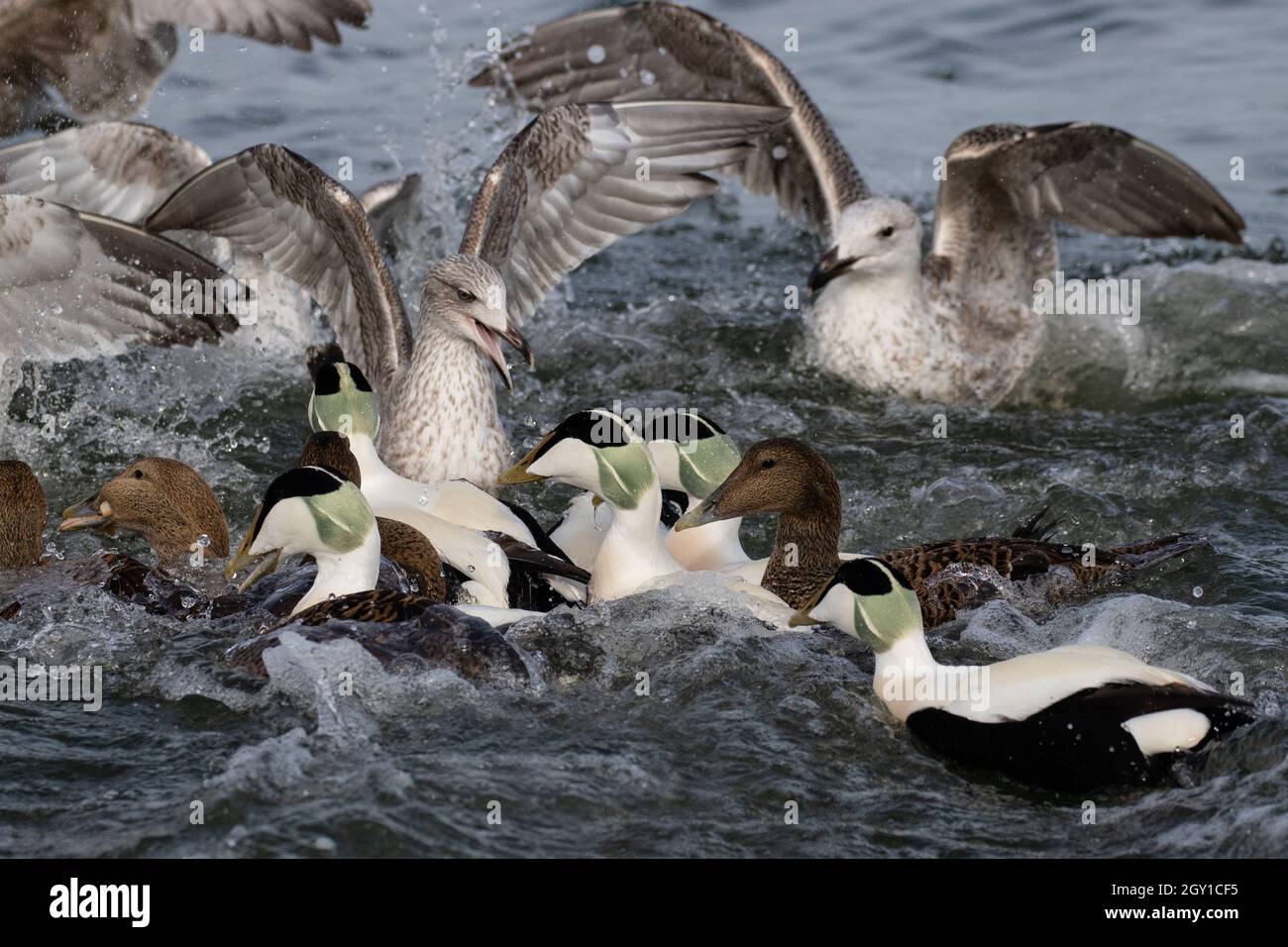 Eider ducks in a feeding frenzy Stock Photo - Alamy