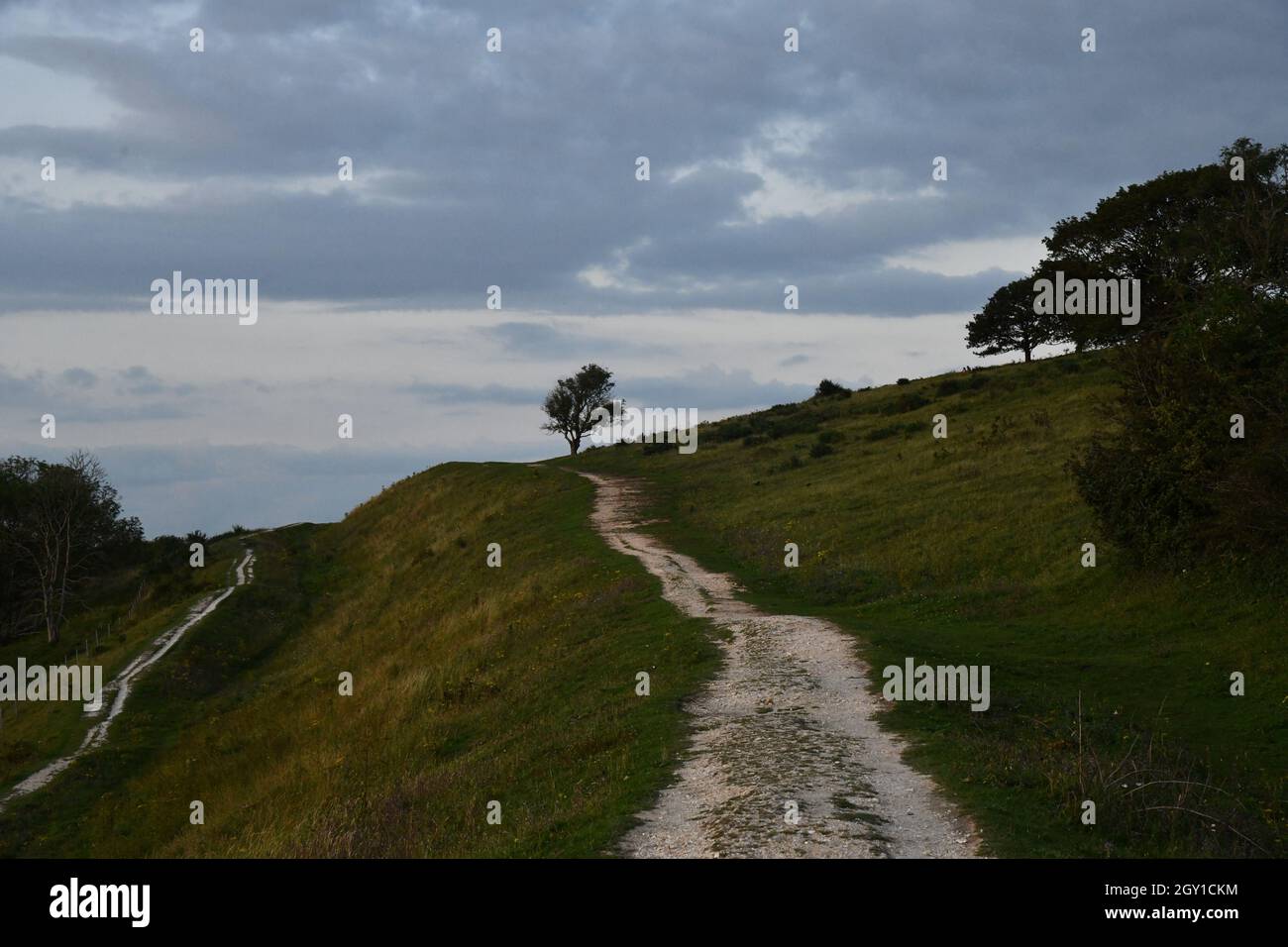 English hillside nature Stock Photo - Alamy